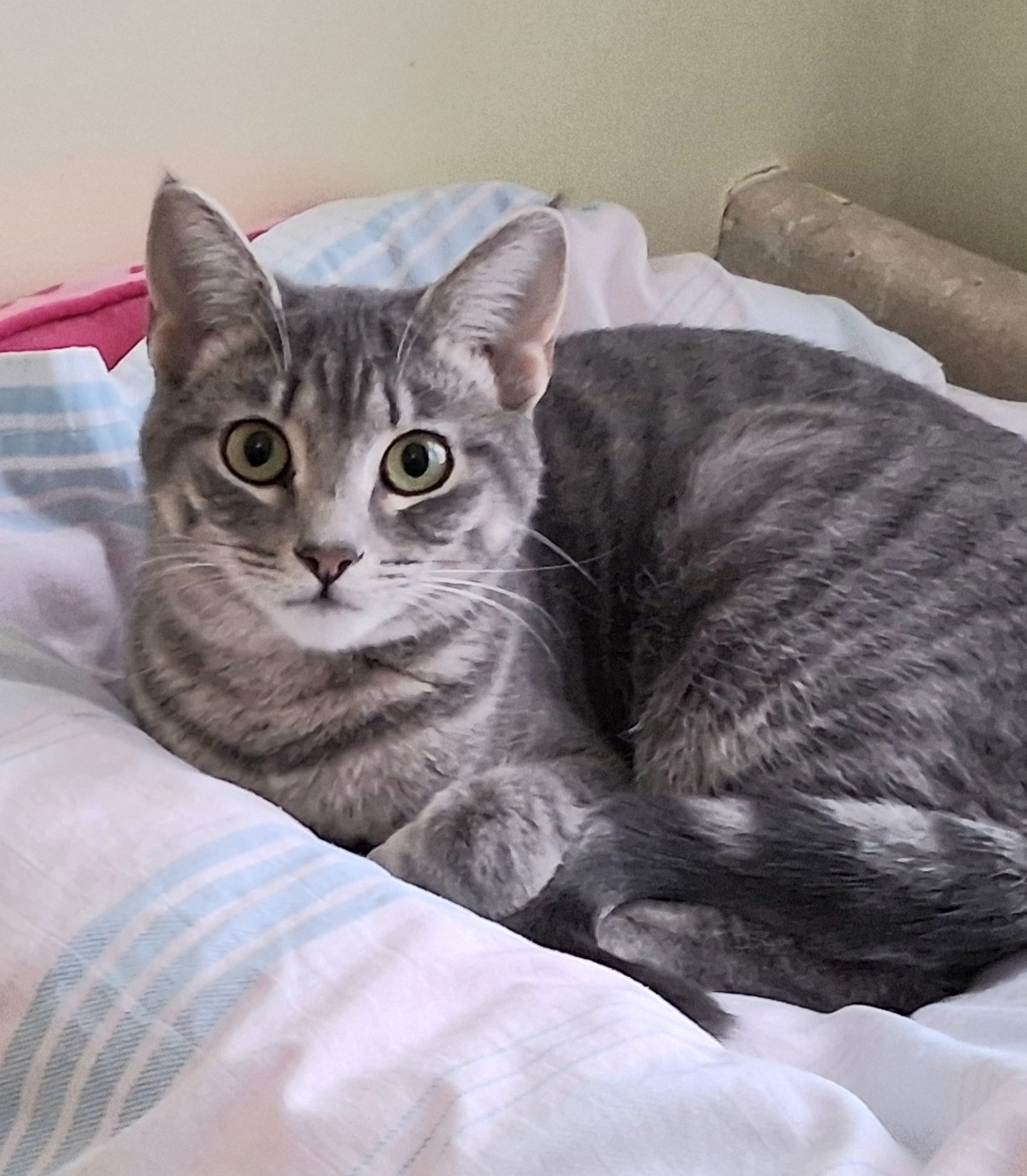 Tori Is WSCR Cat Of Week | News, Sports, Jobs - Post Journal